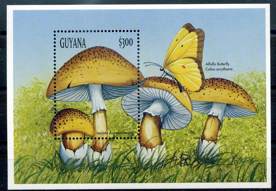 467625) blocco Guyana 604 **, funghi, ombrello, farfalla